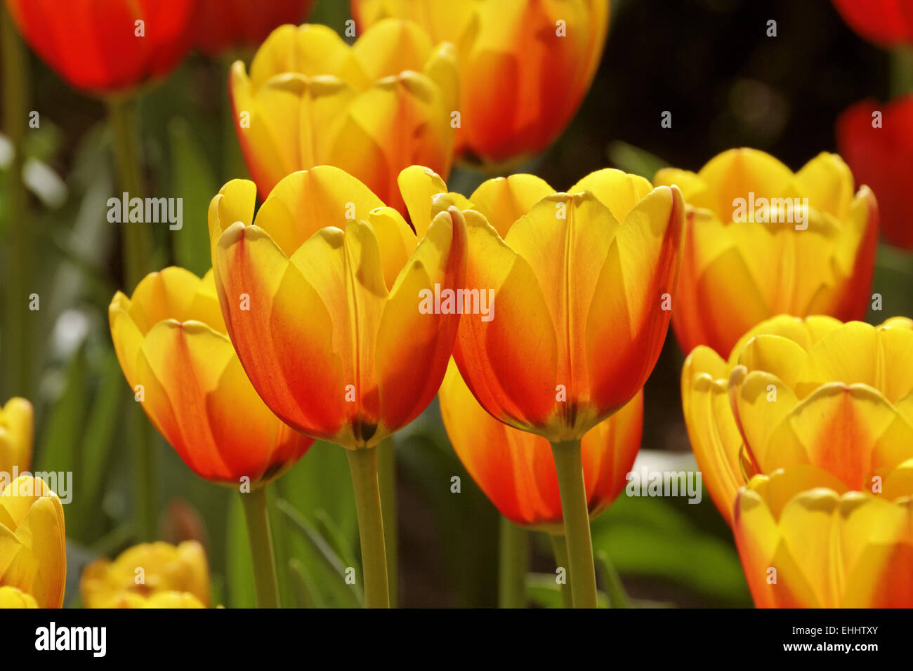 Tulip World Peace, Darwin hybrid tulip Stock Photo - Alamy