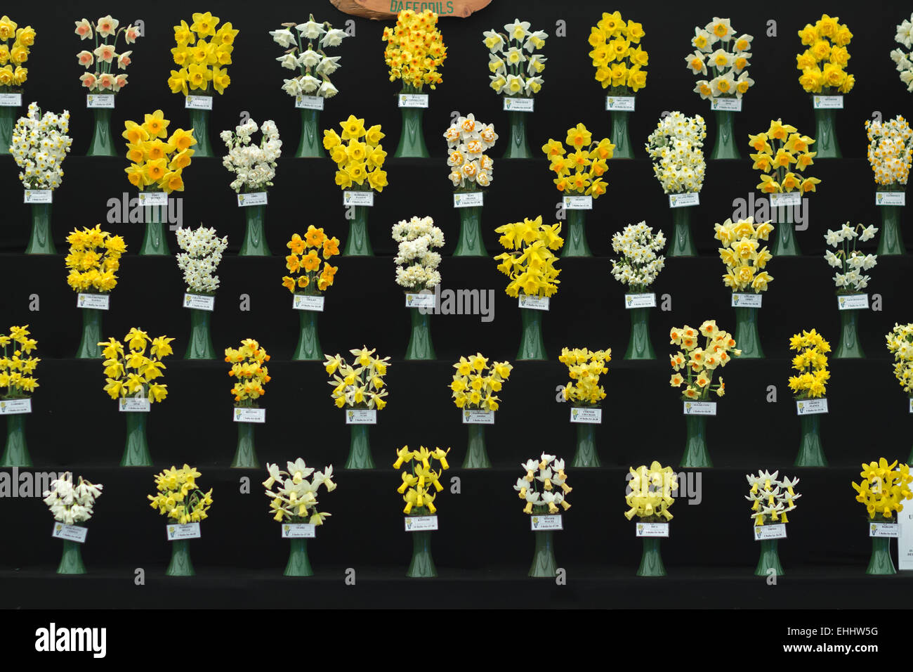 Spring flower show displays including daffodils, hyacinths camellias ...