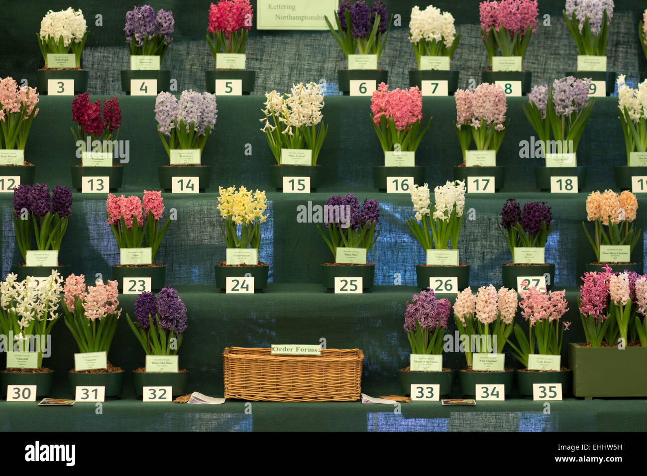 Spring flower show displays including daffodils, hyacinths camellias ...