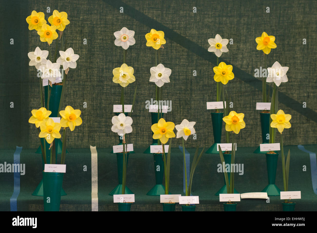 Displays of daffodils hi-res stock photography and images - Alamy