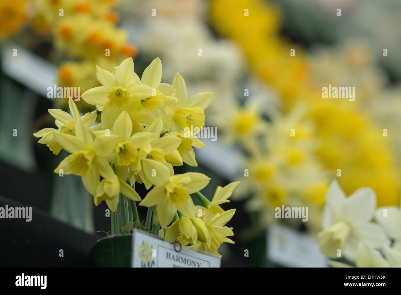 Magnolia flower displays hi-res stock photography and images - Alamy