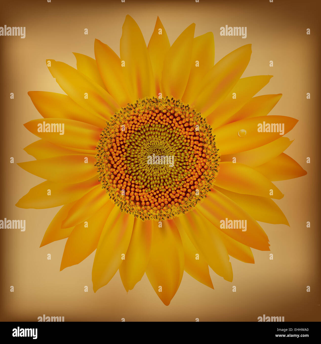 Vintage sunflower hi-res stock photography and images - Alamy