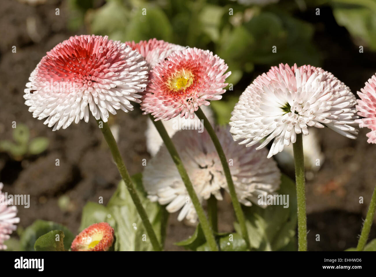 Bellis perennis tasso red hi-res stock photography and images - Alamy