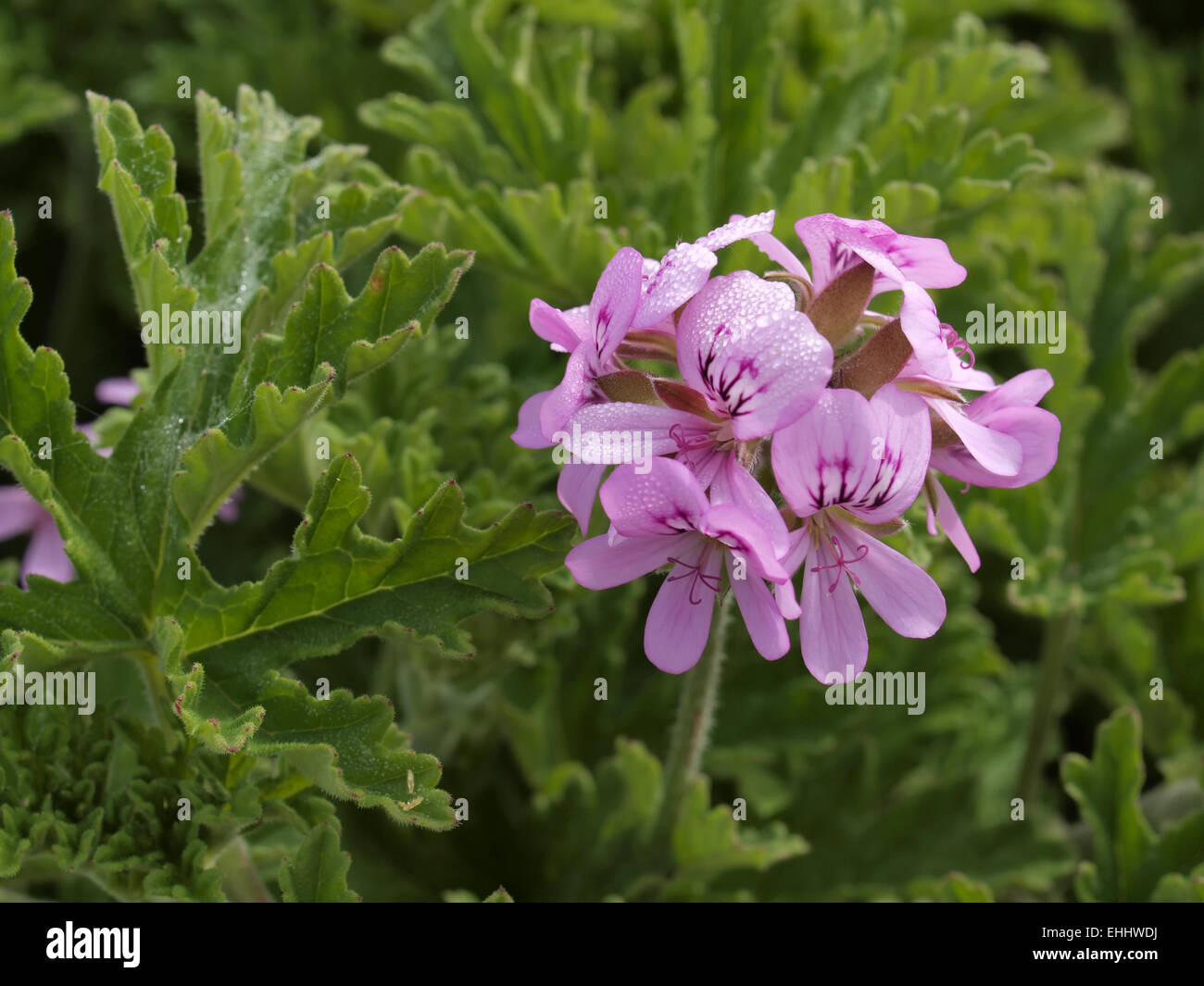 Pelargonium hybrid hi-res stock photography and images - Alamy