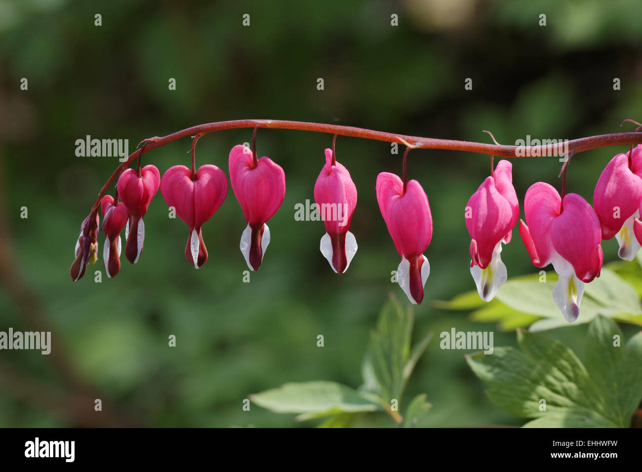 Lamprocapnos spectabilis, Bleeding Heart Stock Photo - Alamy