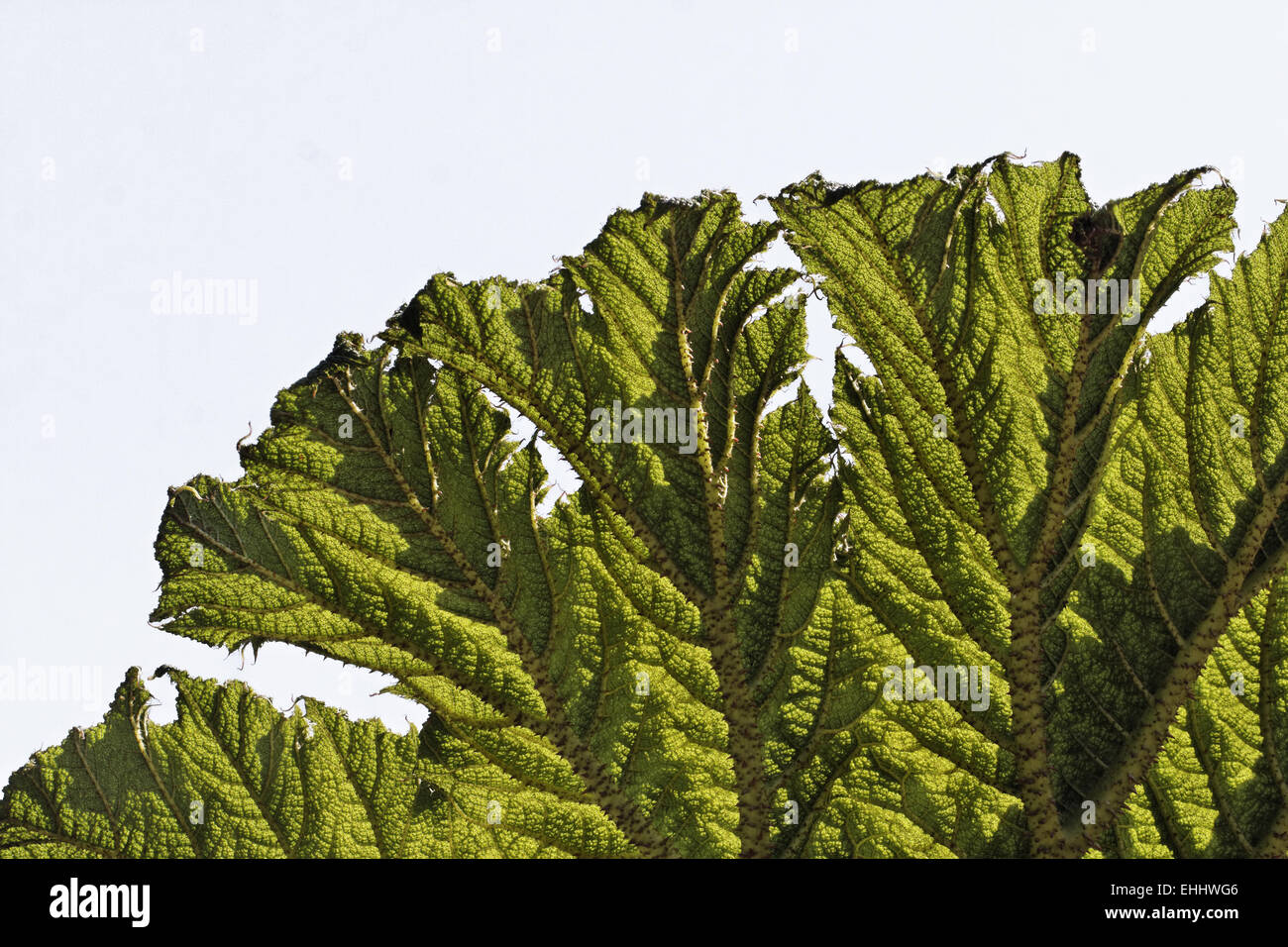 Gunnera Manicata Ornamental Plant Stock Photos & Gunnera Manicata ...