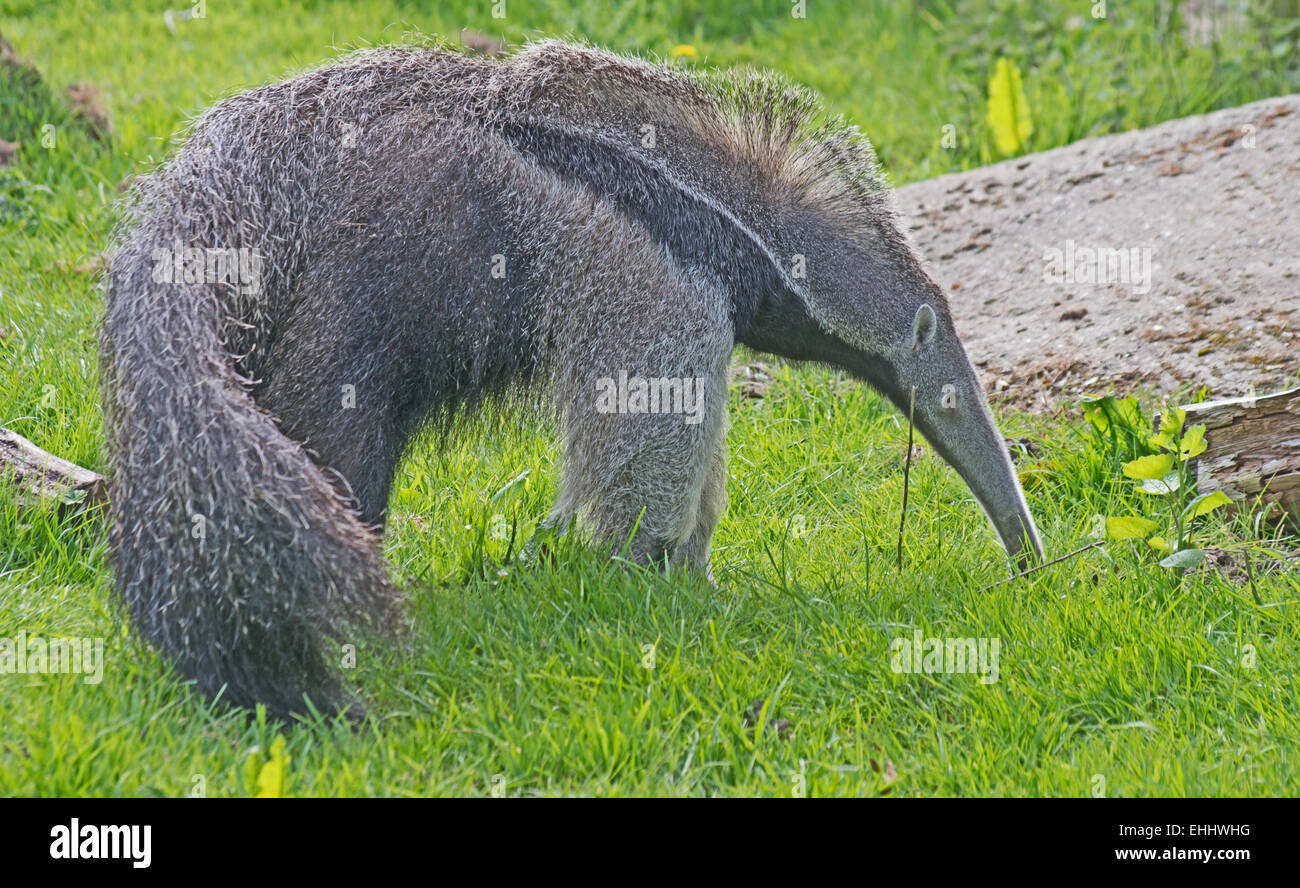 Giant ant hi-res stock photography and images - Alamy