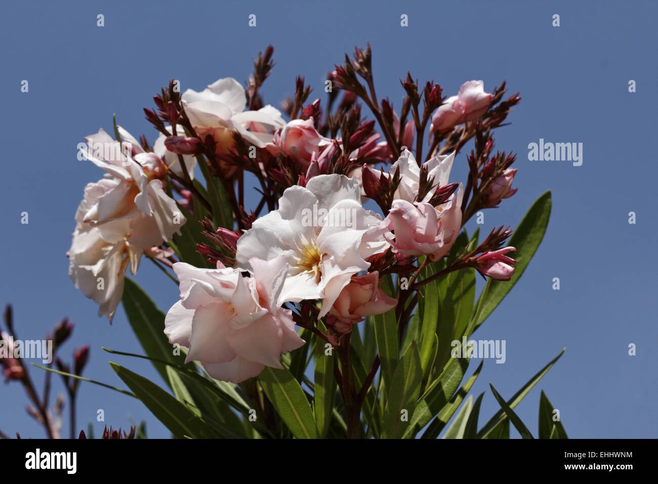 Nerium oleander, Oleander tree Stock Photo - Alamy
