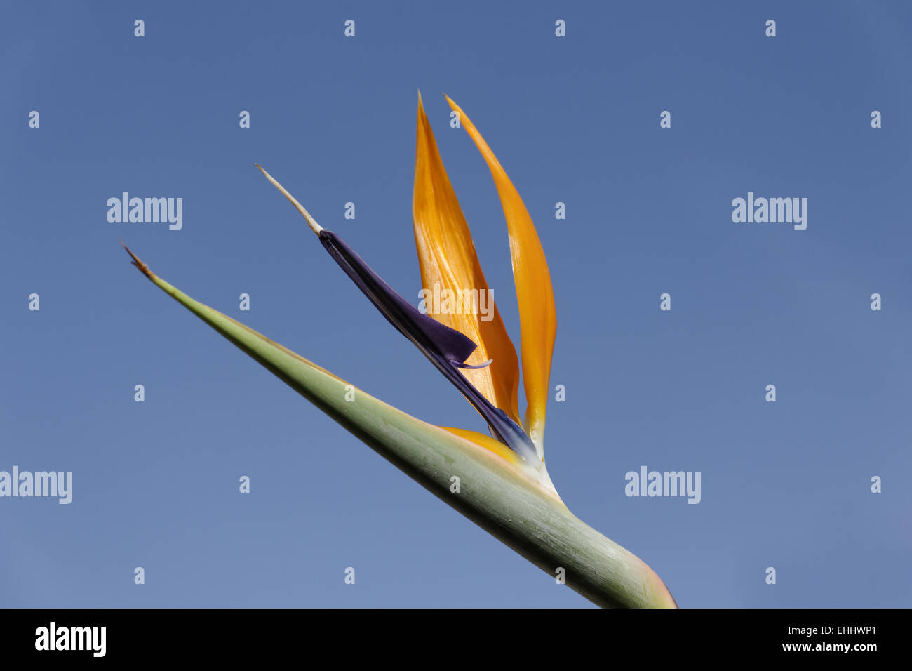 Strelitzia reginae, Strelitzia, Crane flower Stock Photo - Alamy