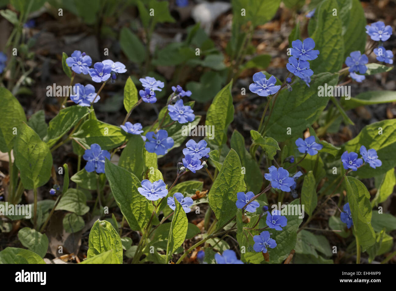 Omphalodes verna, Creeping Navelwort Stock Photo - Alamy