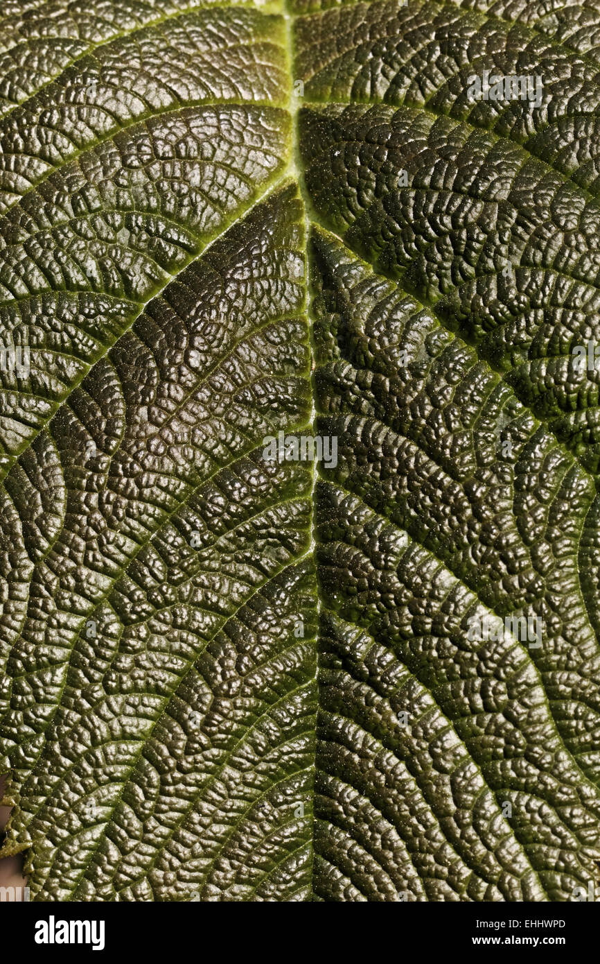 Rodgersia aesculifolia hi-res stock photography and images - Alamy