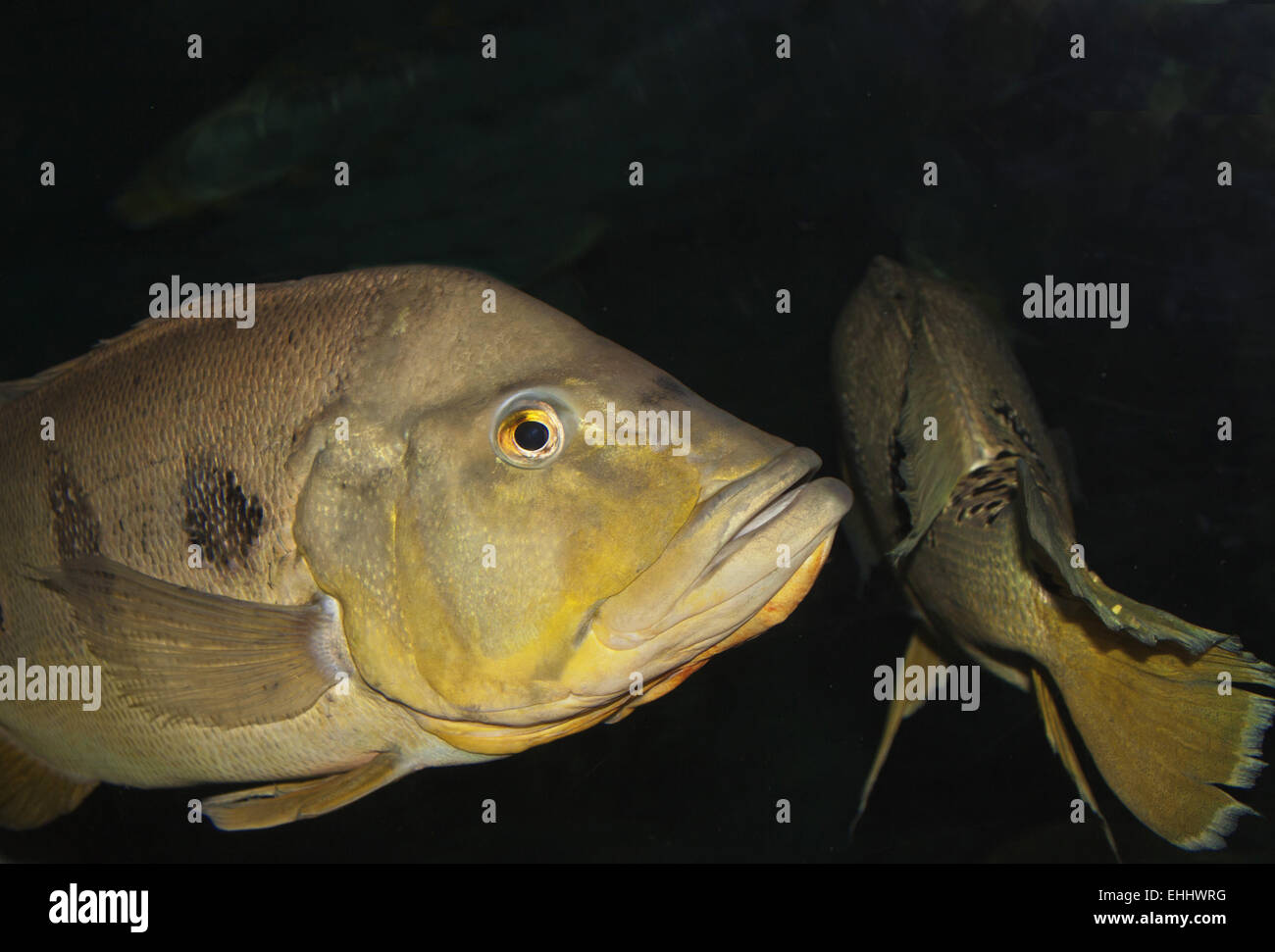 Peacock bass hi-res stock photography and images - Alamy