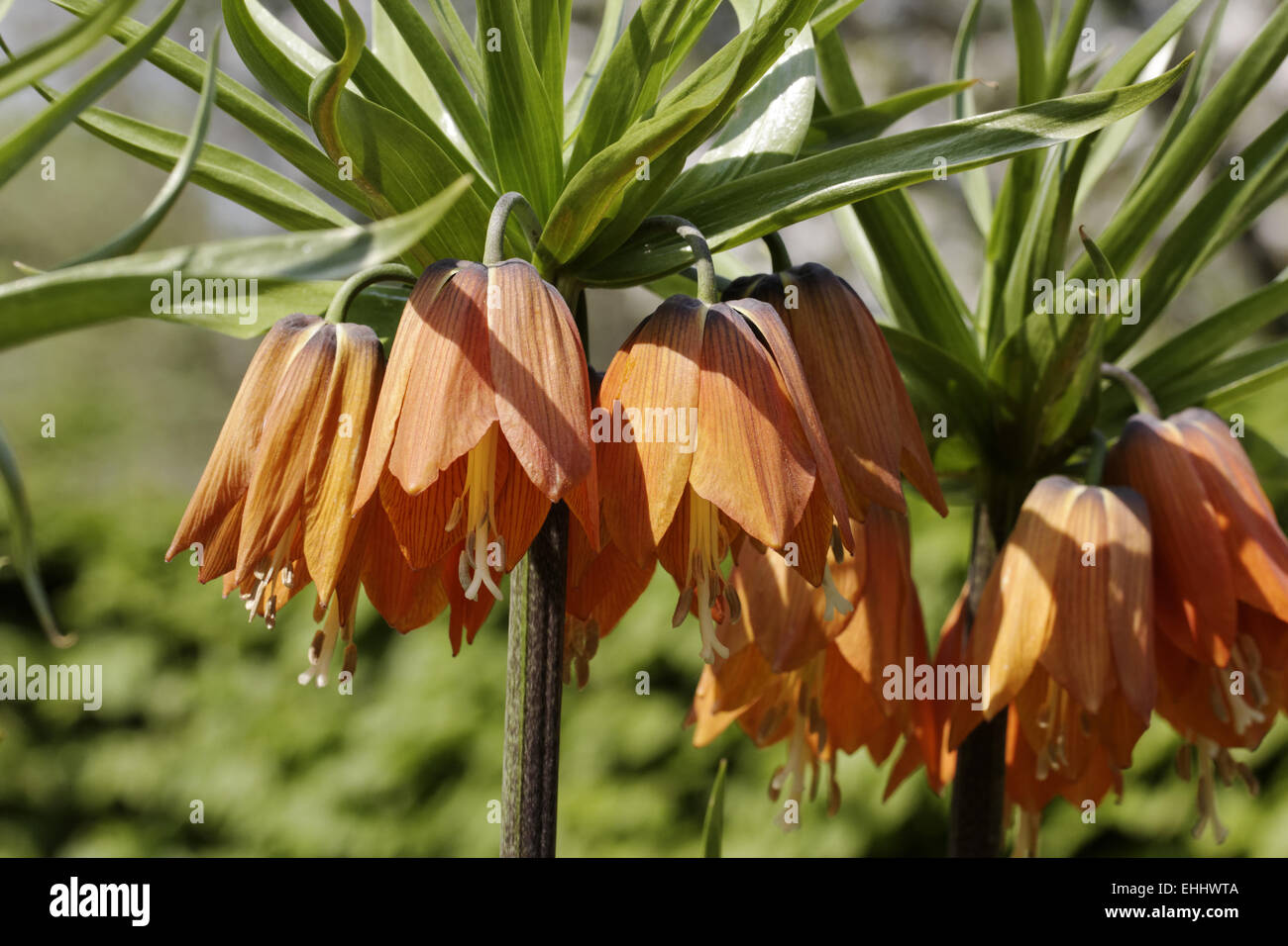 Fritillaria imperialis, Kaisers crown Stock Photo - Alamy