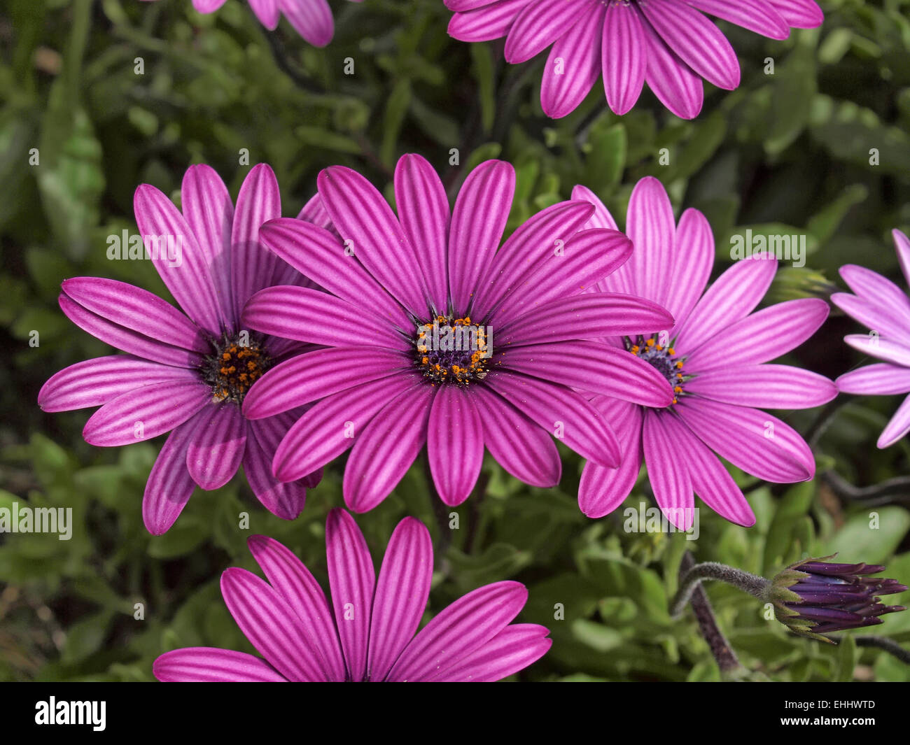 Osteospermum ecklonis, Cape marguerite Stock Photo - Alamy