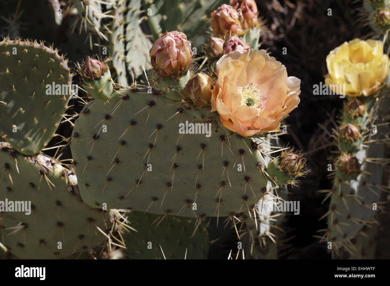 Opuntia megacantha hi-res stock photography and images - Alamy