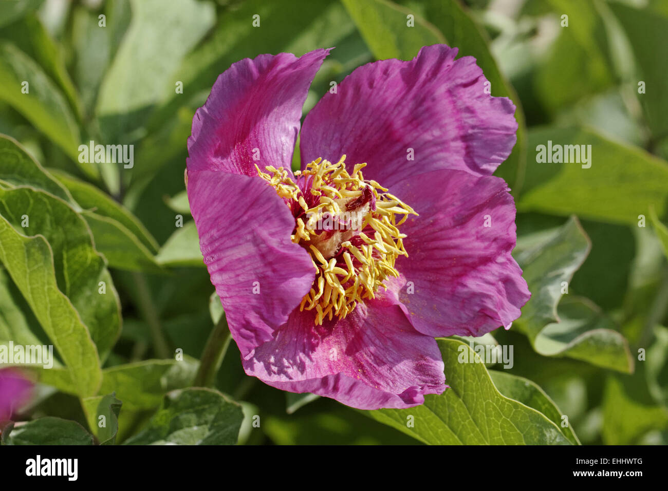 Paeonia Mascula Stock Photos & Paeonia Mascula Stock Images - Alamy