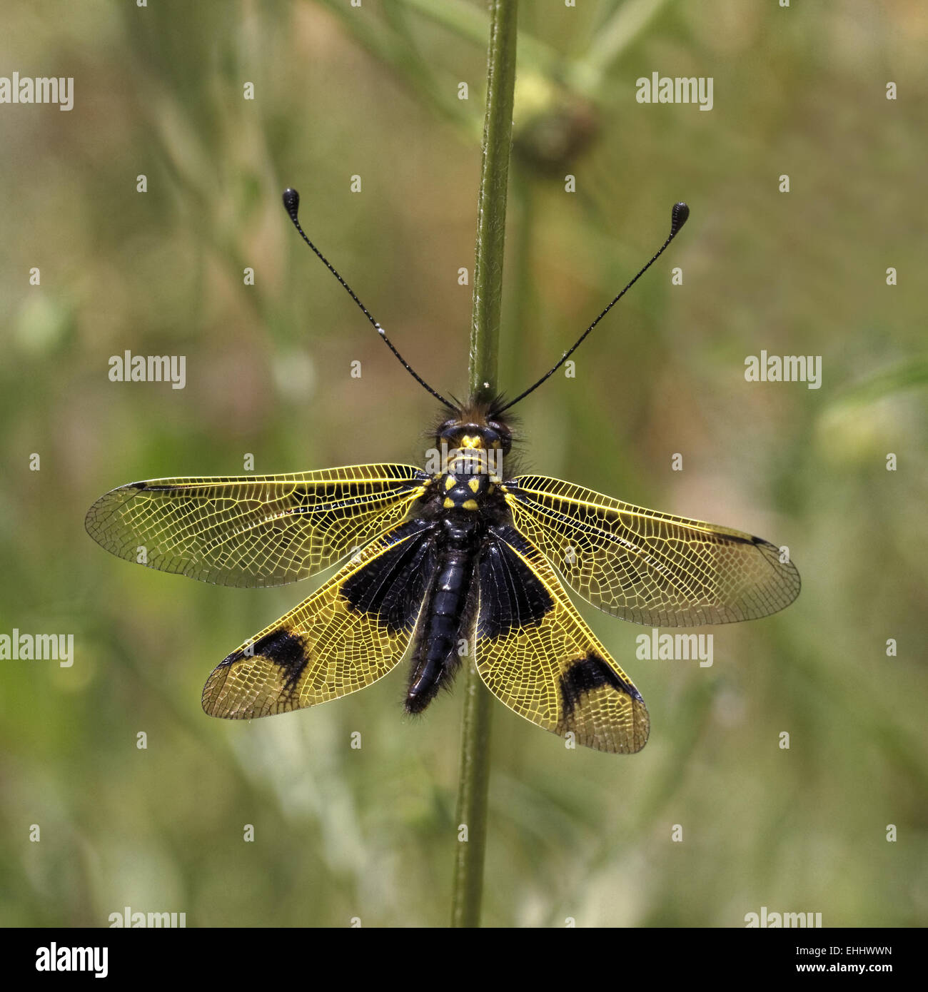 Libelloides longicornis, Owlfly Stock Photo - Alamy