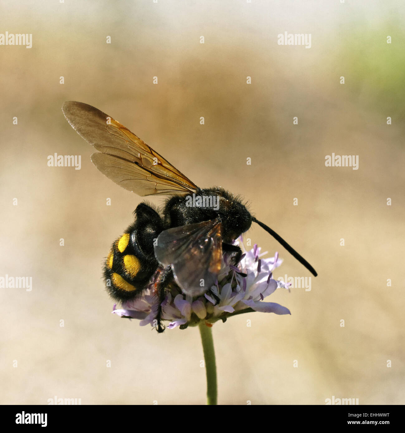 Mammoth wasp hi-res stock photography and images - Alamy