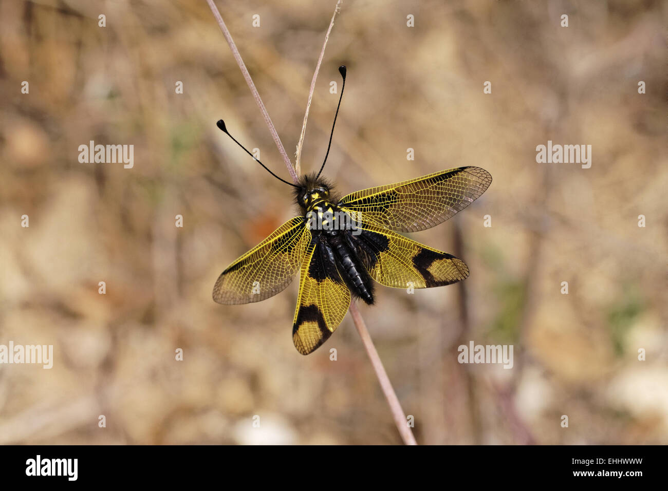 Libelloides longicornis hi-res stock photography and images - Alamy