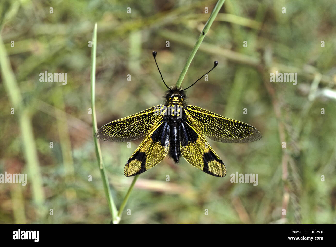 Libelloides longicornis, Owlfly Stock Photo - Alamy