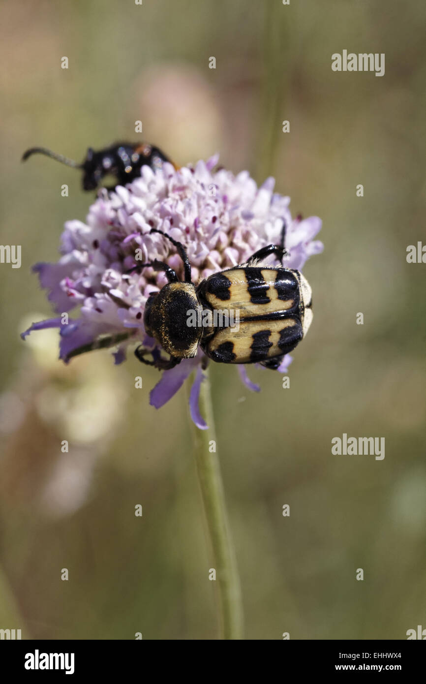 Trichius fasciatus, Bee beetle Stock Photo - Alamy