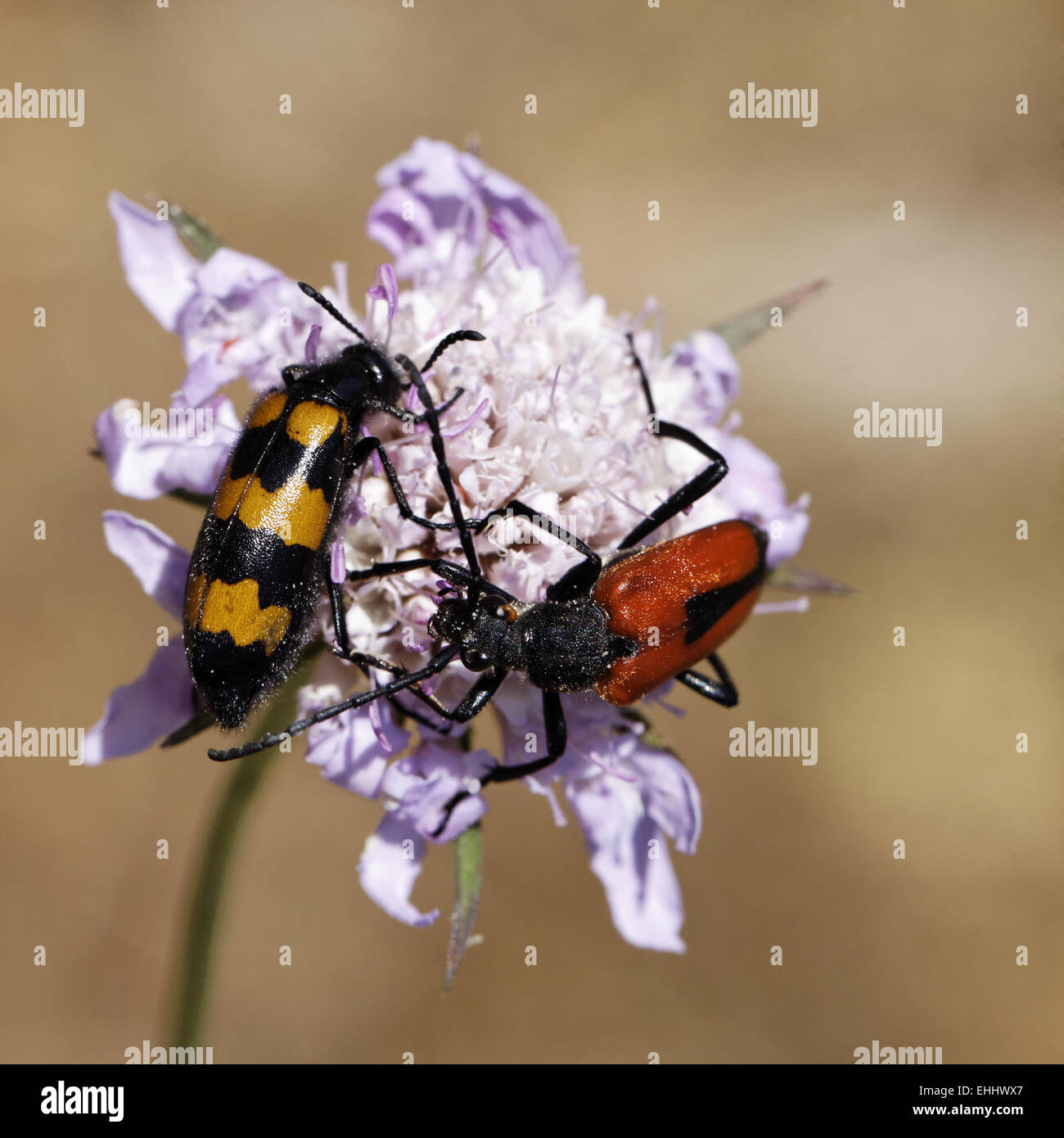 Leptura cordigera hi-res stock photography and images - Alamy