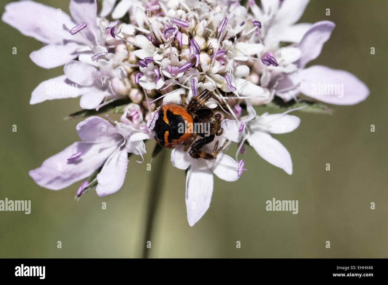 Male crab spider hi-res stock photography and images - Alamy