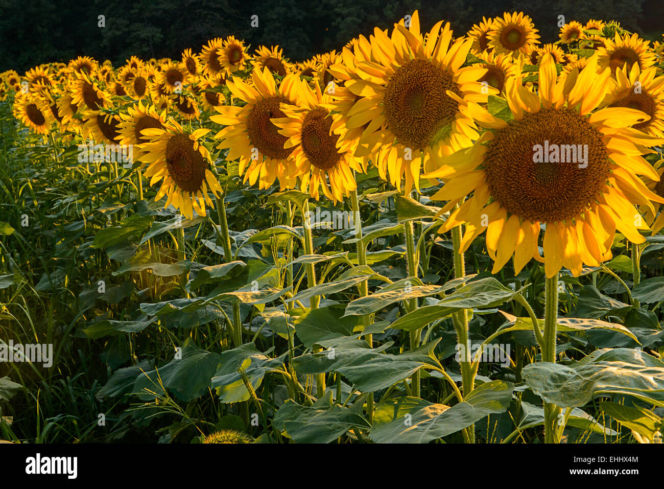 field overgrown with sunflowers closeup Stock Photo - Alamy