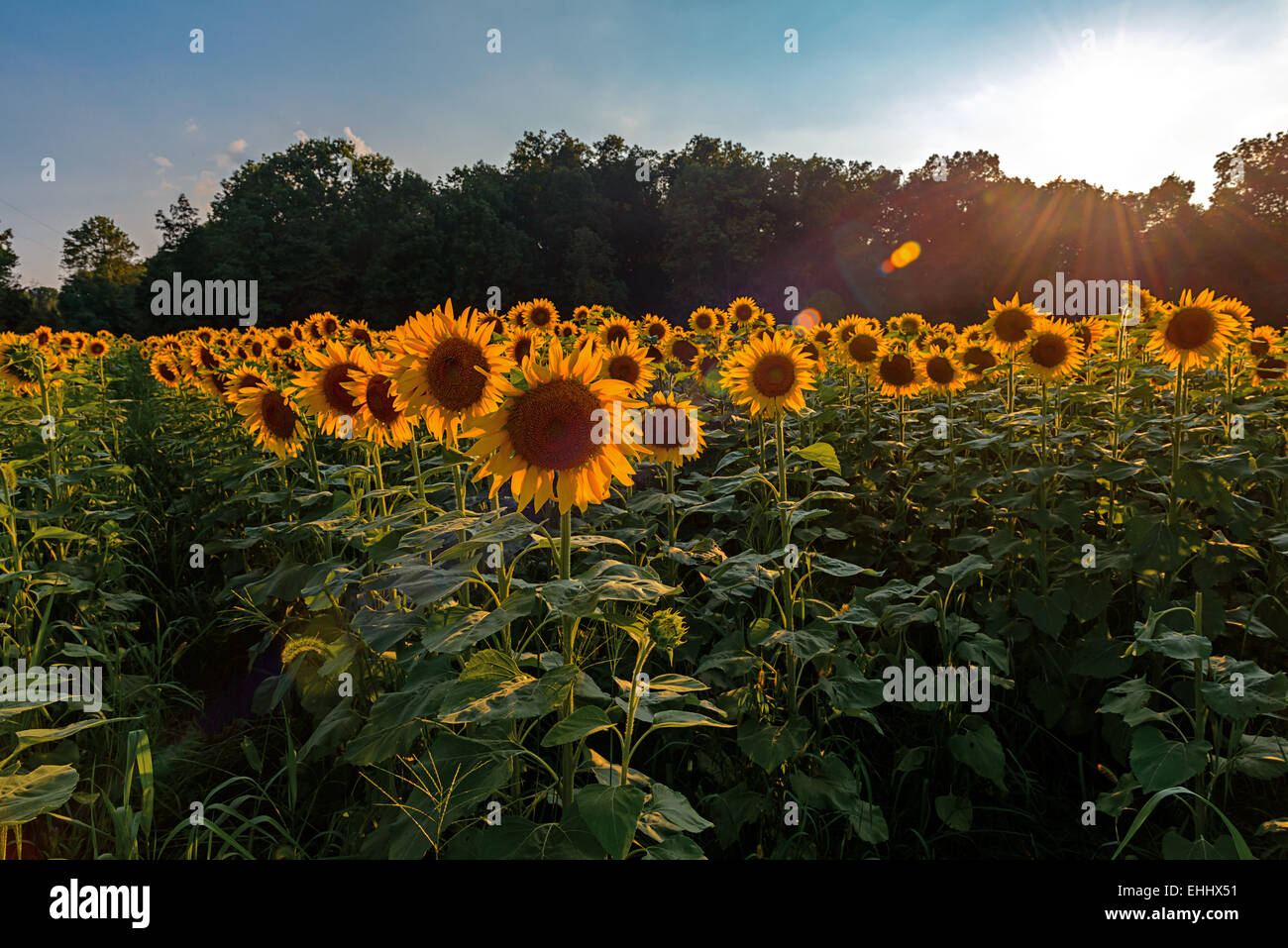 field overgrown with sunflowers closeup Stock Photo - Alamy