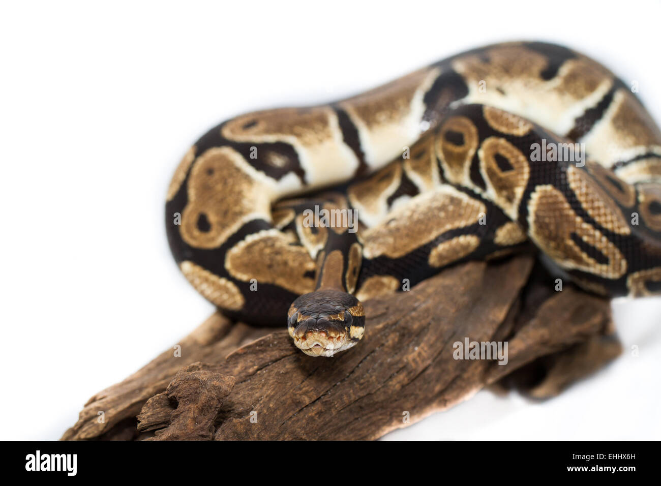 Ball Python close up (Python Regius Stock Photo - Alamy