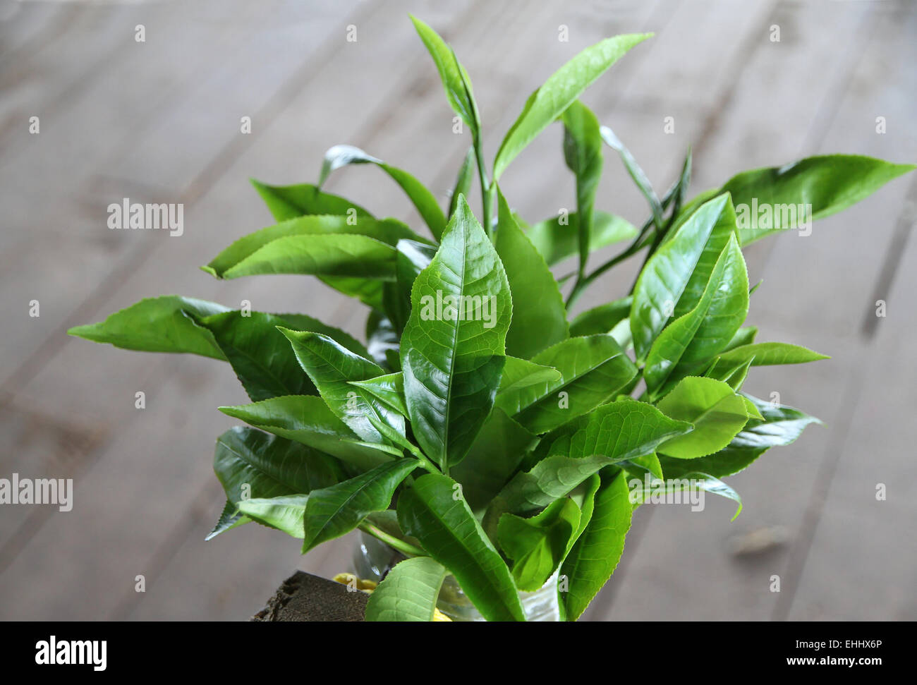 A hand wit some fresh tea leaves Stock Photo - Alamy