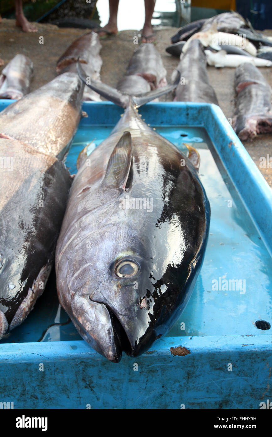 A big tuna fish, yellow fin, in the fish market Stock Photo - Alamy