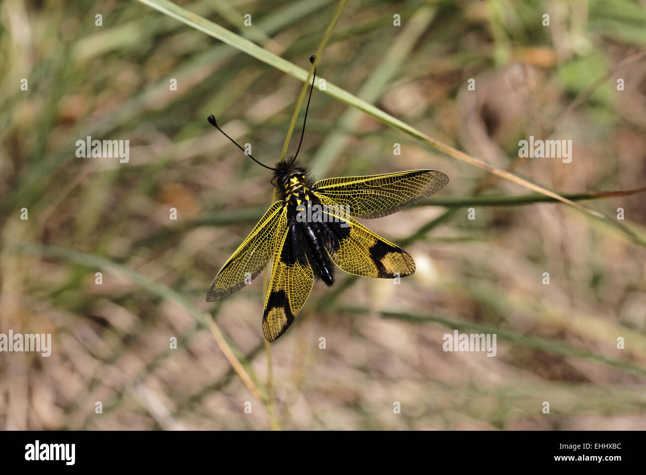 Libelloides longicornis, Owlfly Stock Photo - Alamy