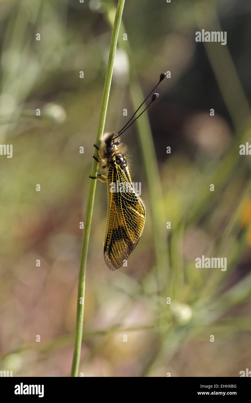 Libelloides longicornis, Owlfly Stock Photo - Alamy