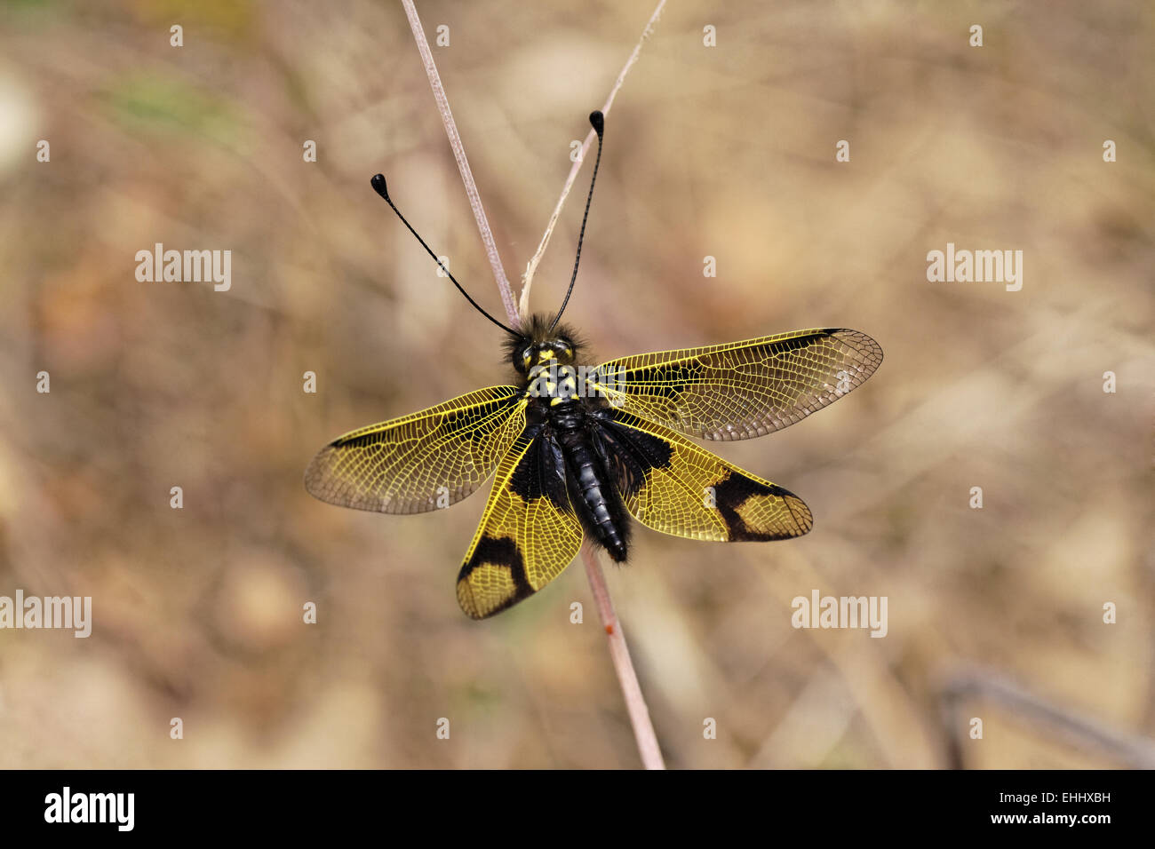 Libelloides longicornis, Owlfly Stock Photo - Alamy