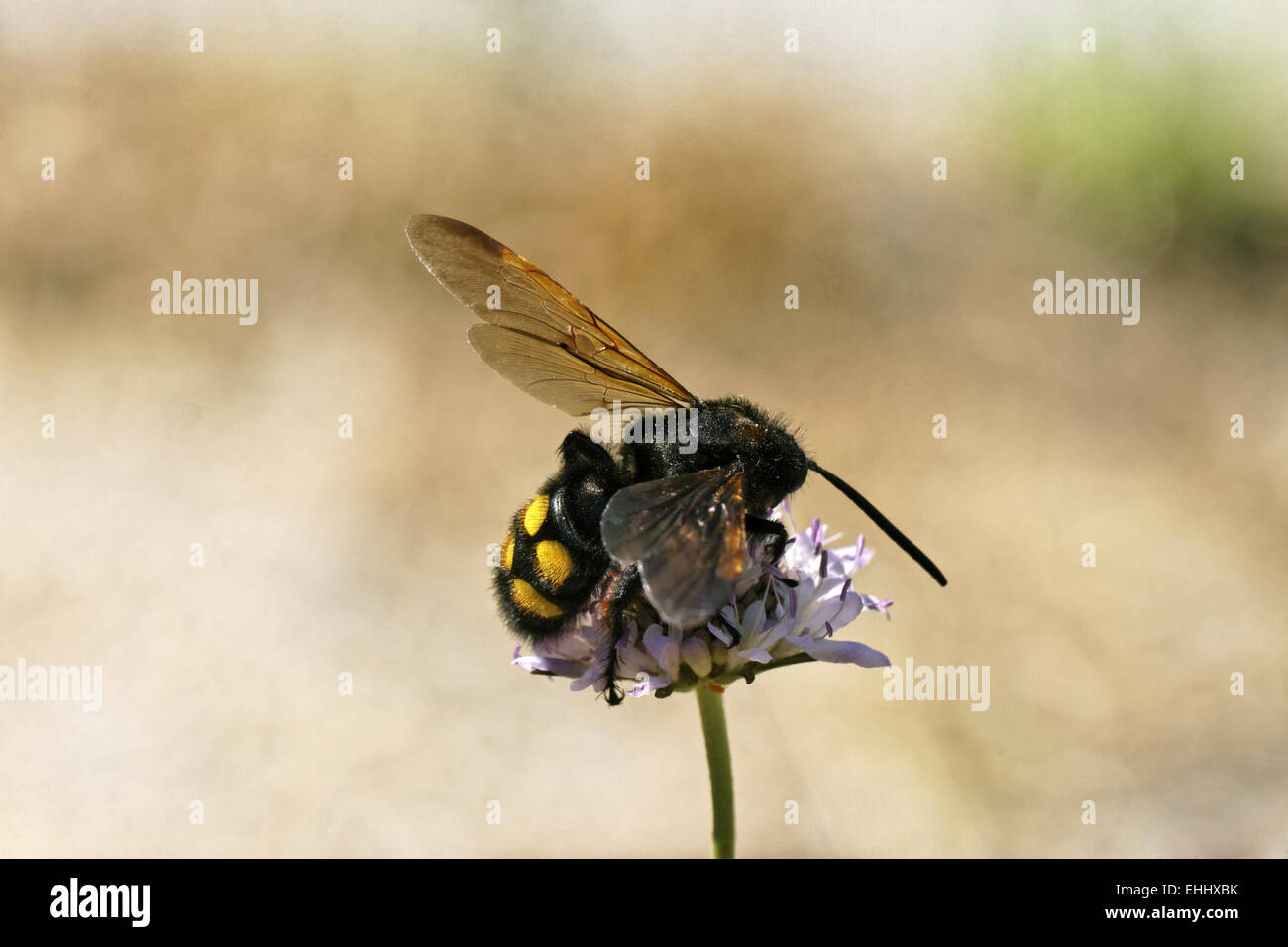 Megascolia maculata, Mammoth wasp Stock Photo - Alamy