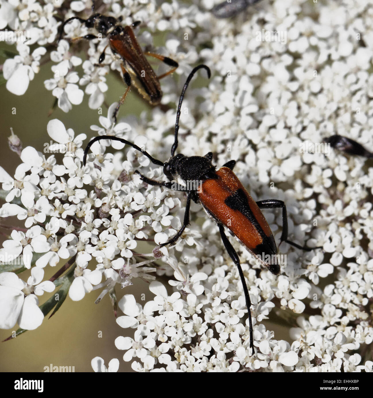 Leptura Cordigera Stock Photos & Leptura Cordigera Stock Images - Alamy