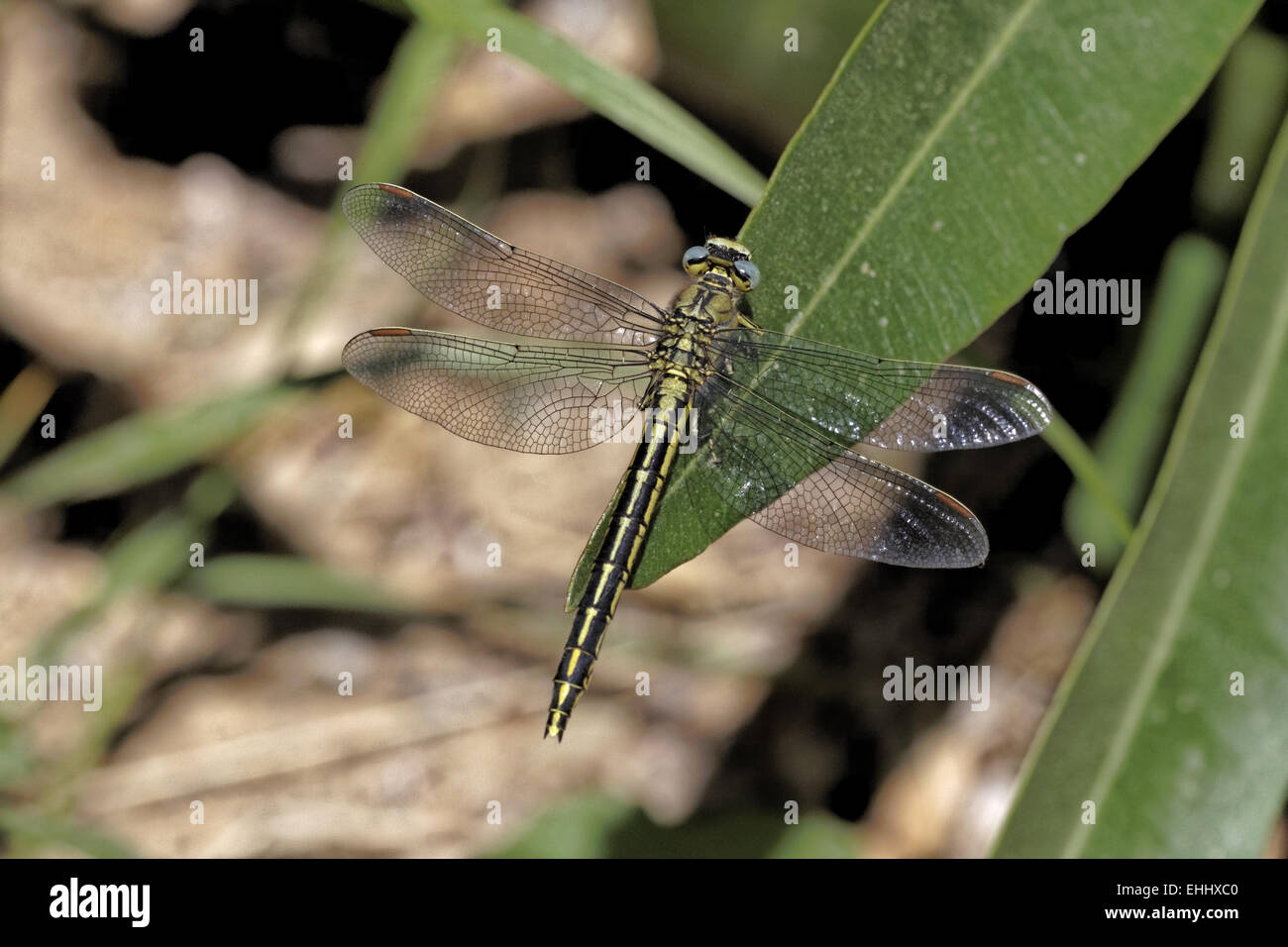 Gomphus pulchellus, Western Clubtail Stock Photo - Alamy