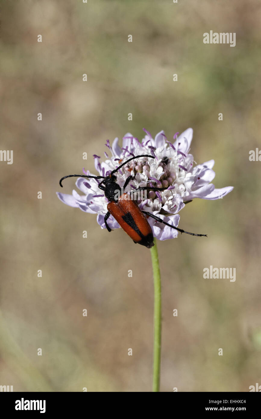 Cordigera hi-res stock photography and images - Alamy