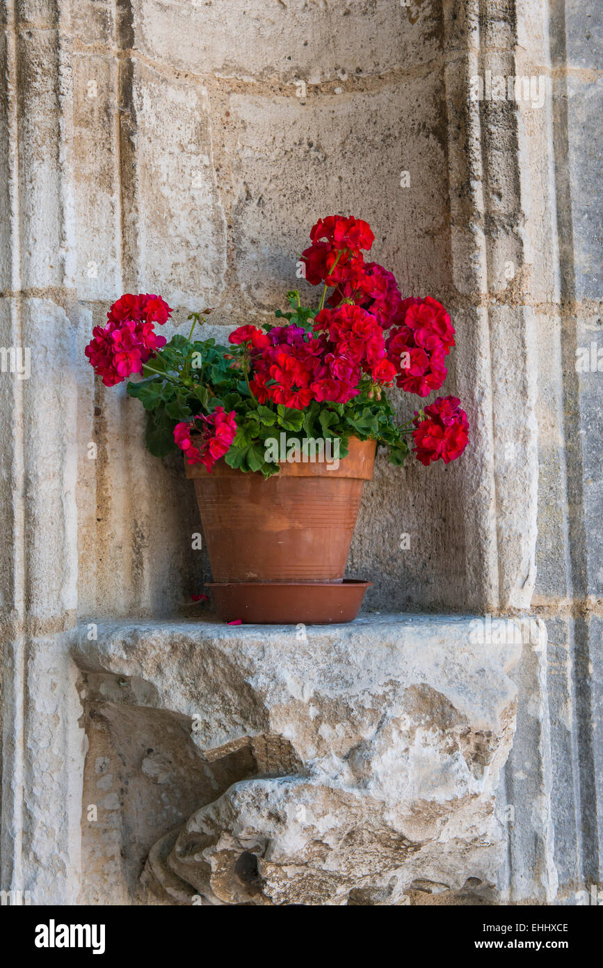 Pelargonium in pot hi-res stock photography and images - Alamy