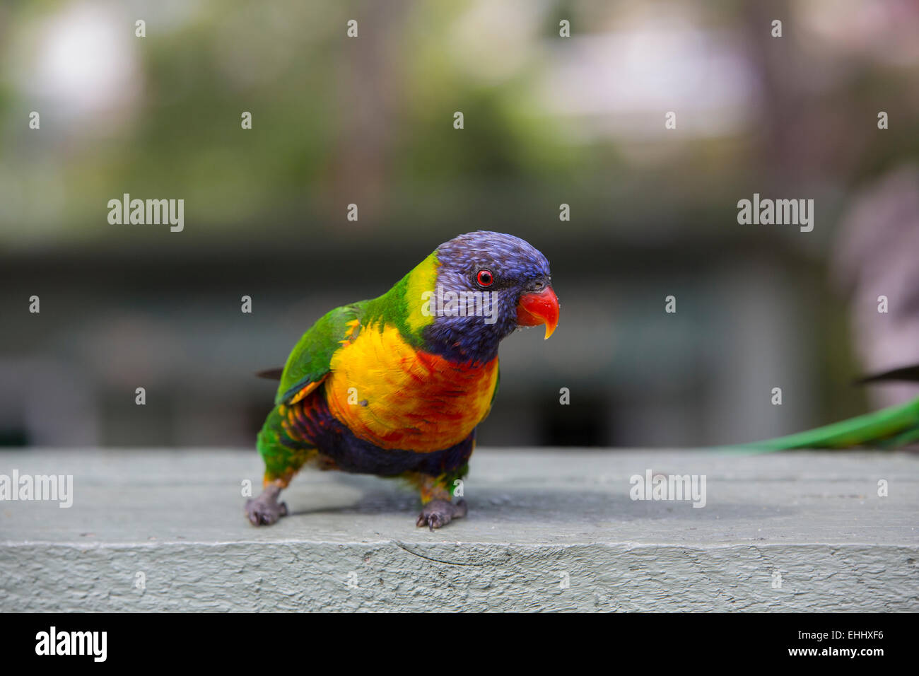 Lorikeet bird wild parrot hi-res stock photography and images - Alamy