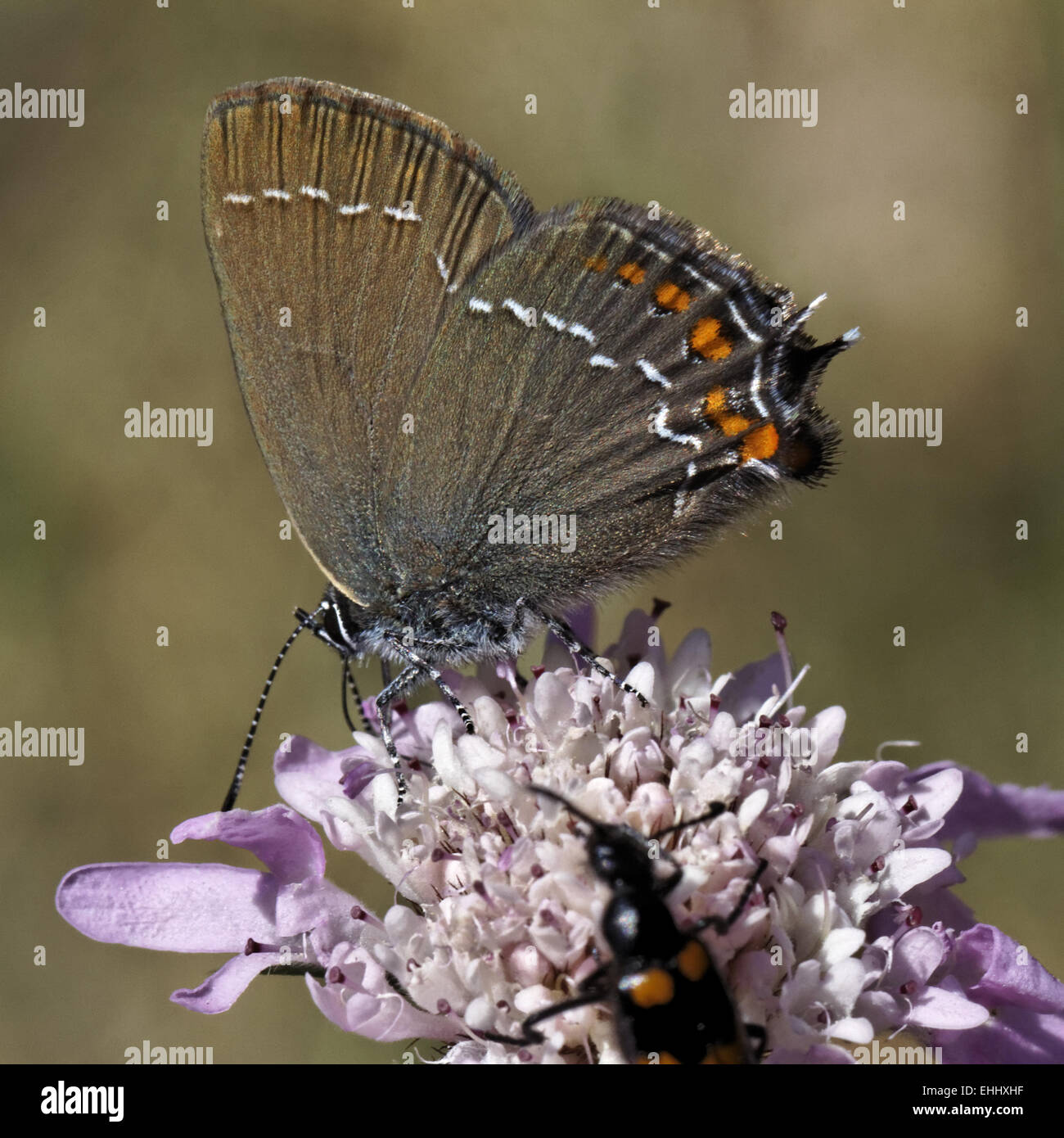 Satyrium ilex hi-res stock photography and images - Alamy