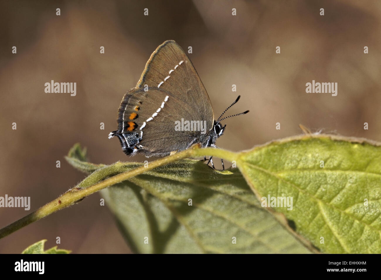 Satyrium spini, Blue Spot Hairstreak Stock Photo - Alamy