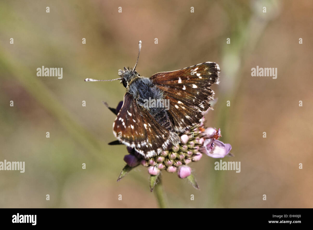 Spialia sertorius, Red-underwing Skipper Stock Photo - Alamy