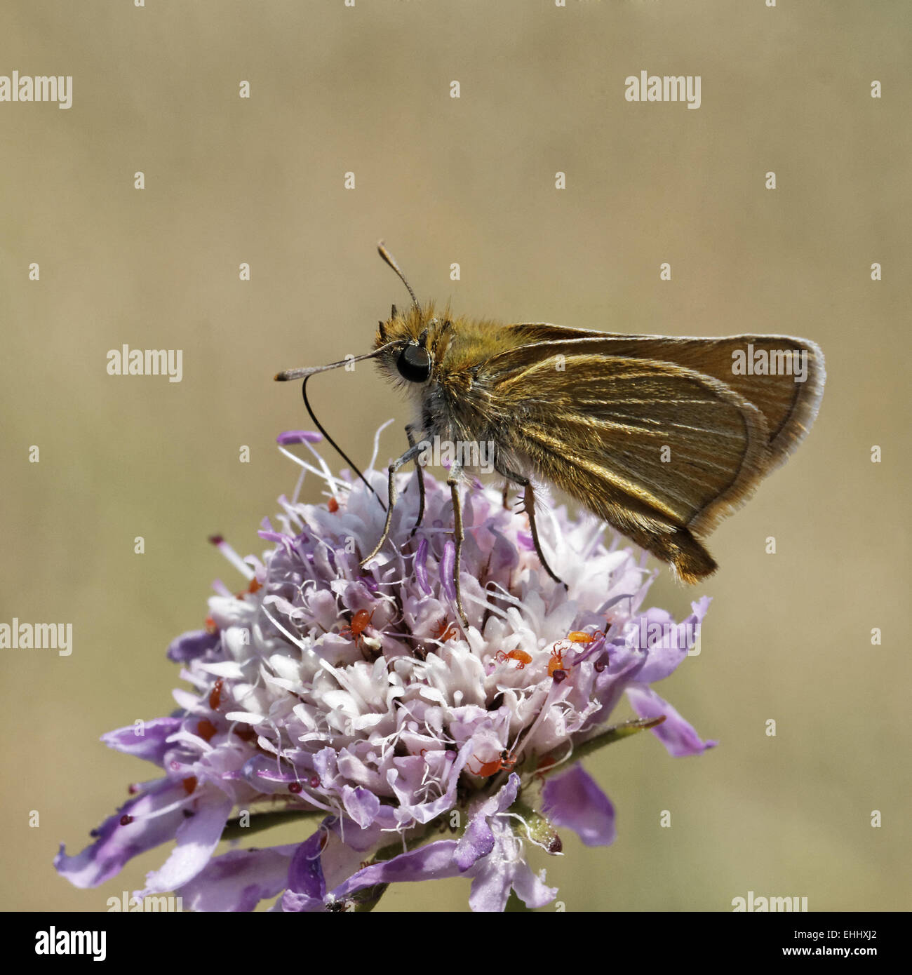 Thymelicus sylvestris underside hi-res stock photography and images - Alamy