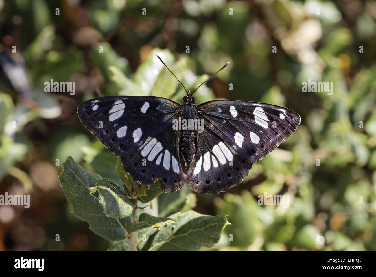 Limenitis reducta, Southern White Admiral Stock Photo - Alamy