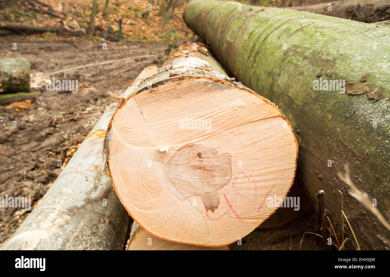Year rings of wood hi-res stock photography and images - Alamy