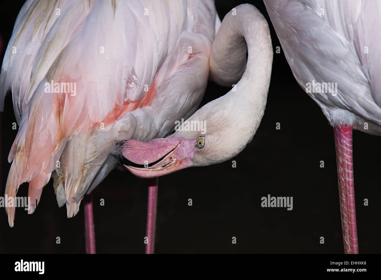 Wirbeltiere aggressiv hi-res stock photography and images - Alamy