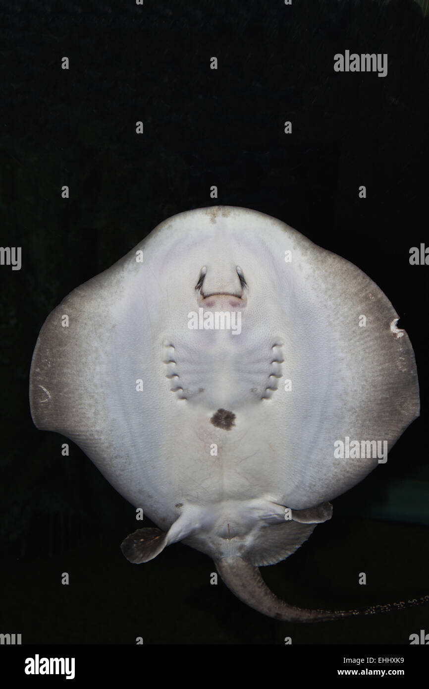 Ray belly hi-res stock photography and images - Alamy