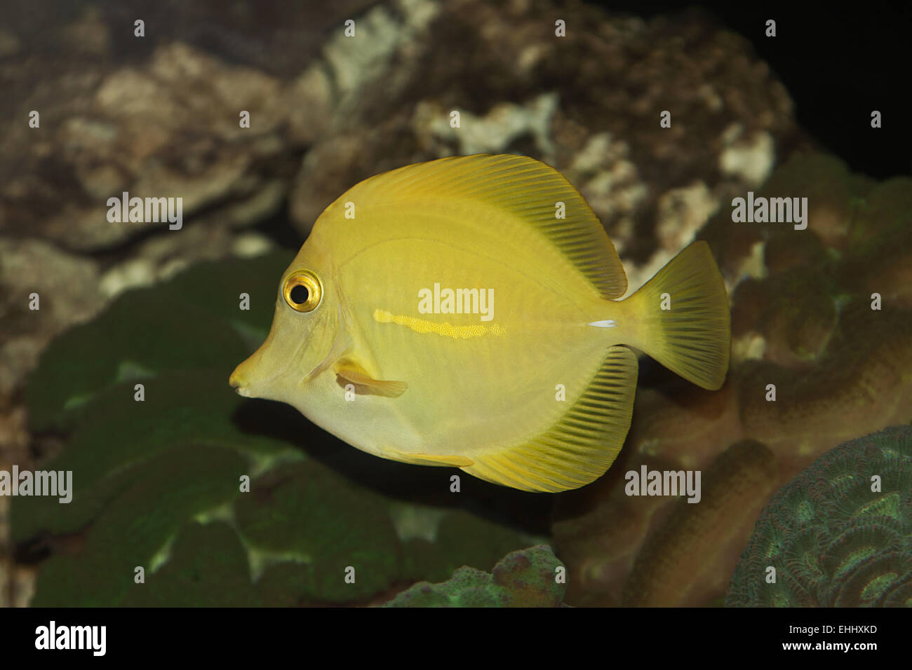 Yellow tang hawaii hi-res stock photography and images - Alamy